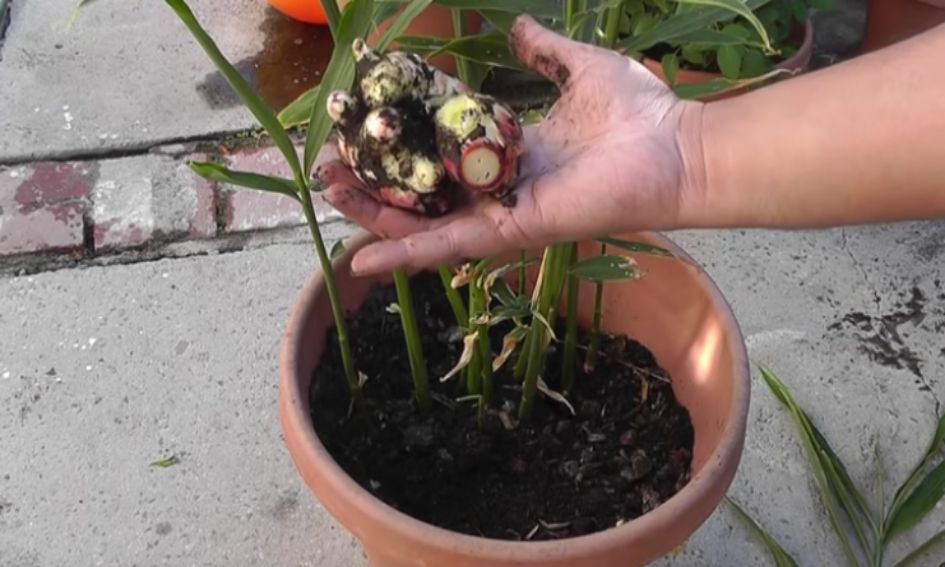 Gember kweken doe je met dit simpele stappenplan