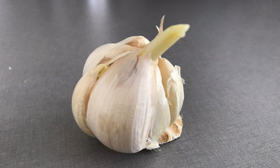 Wat kun je wel en niet doen met gekiemde knoflook?