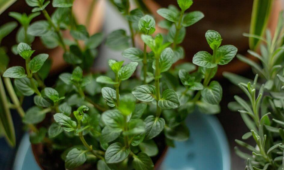 Dit zijn de 5 gezondheidsvoordelen van munt