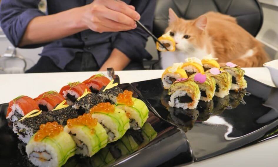 Zien: deze Japanner kookt uitgebreid voor zijn katten én filmt het